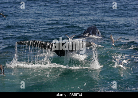 Humpback whale fluke, whale arching back lifts tail above water surface ...