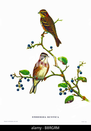 Emberiza rustica rustic bunting Stock Photo - Alamy