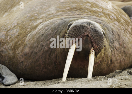 Sleepy male walrus (Odobenus rosmarus) resting on beach and scratching ...