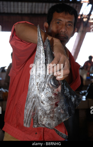 Sailfish interior of SAFMA fish market Kota Kinabalu Sabah Malyasia ...