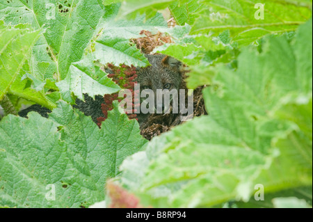 Darwin's Fox (Pseudalopex fulvipes) ENDANGERED, Chiloe Island, CHILE ...