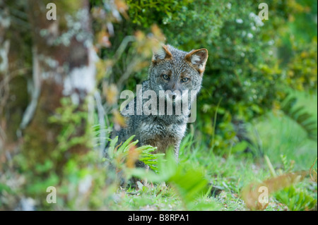 Darwin's Fox (Pseudalopex fulvipes) ENDANGERED, Chiloe Island, CHILE ...