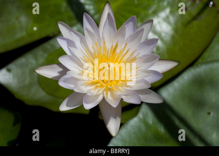 Africa Namibia Water Lilies Nymphaea lotus along Kwando River during ...