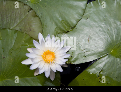Africa Namibia Water Lilies Nymphaea lotus along Kwando River during ...