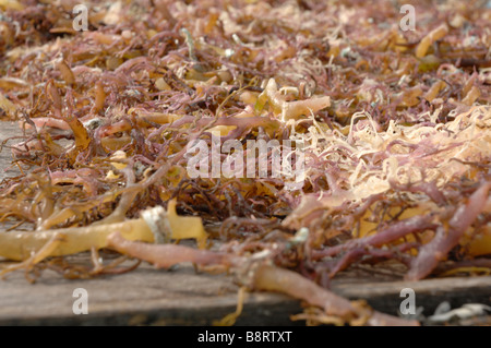 Drying seaweed on house platform Semporna Sulu Sea Malaysia South east ...