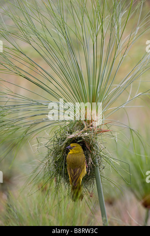 Spectacled Weaver building nest in Kruger National park, South Africa ...