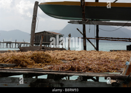 Drying seaweed on house platform Semporna Sulu Sea Malaysia Sout east ...