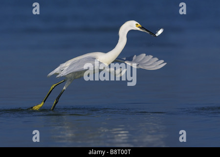 Snowy egret taking off from water with reflection in Punta Cana ...