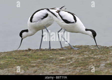 Pied Avocet (Recurvirostra avosetta) Searching for Food in Mud Stock ...