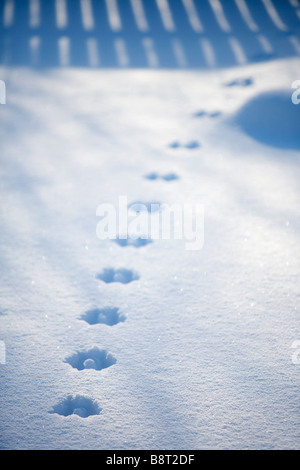 Squirrel tracks ( sciurus vulgaris ) on unbroken snow , Finland Stock ...