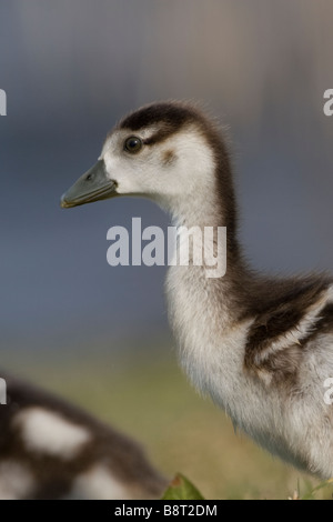 Waterbird chick egyptian goose (Alopochen aegyptiacus, Nilgans) on a ...