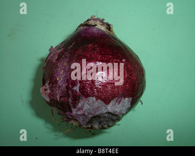 Cross section of a hyacinth bulb Stock Photo - Alamy