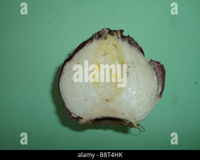 Cross section of a hyacinth bulb Stock Photo - Alamy