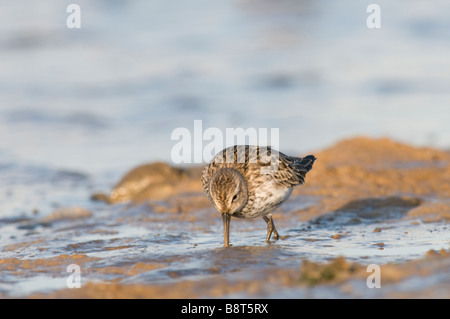 Dunlin feeding in estuary Stock Photo - Alamy