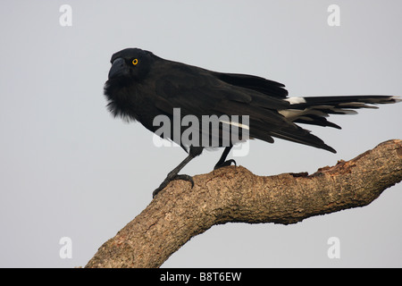 Pied currawong Strepera graculina bell magpie observing with eucalyptus ...