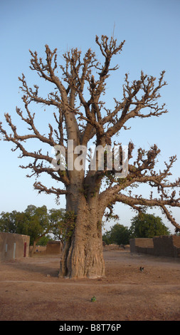 Sacred Baobab Tree ( Monkey Bread ) BEDIK " Village of Iwol " Bassari ...