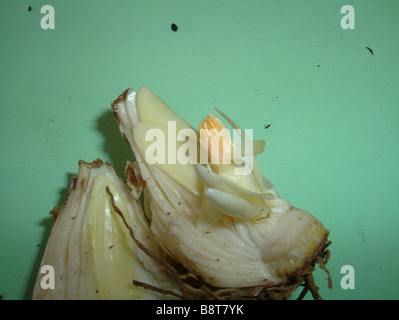 Cross-section through flower showing reproductive structure Stock Photo ...