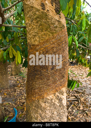 A Brazilian rubber tree (Hevea Brasiliensis), its flower and fruit ...