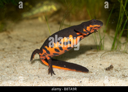 Chinese dwarf newt, Chinese fire bellied newt (Cynops orientalis ...
