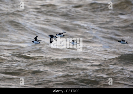 Little Auks or Dovekie (Alle alle) flying over a nesting colony and ...