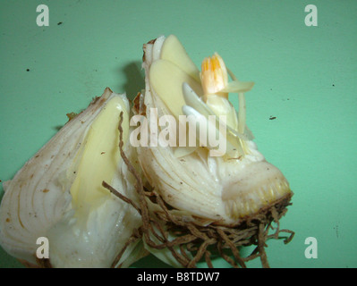 Cross-section through flower showing reproductive structure Stock Photo ...