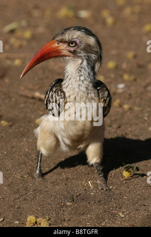 Southern Red billed Hornbill standing on the ground in Kruger National ...
