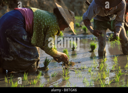 Burmese farmers transplanting young rice in paddy fields near Namhkan ...