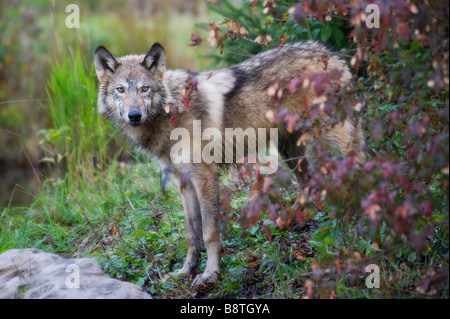 Portrait of Timber Wolf, Minnesota, USA Stock Photo - Alamy
