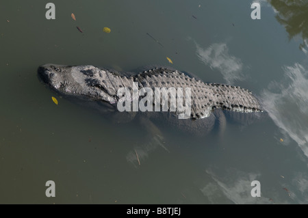 Very large Crocodile in the water Stock Photo - Alamy