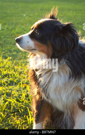 standing Miniature Australian Shepherd Stock Photo - Alamy