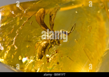 Prehistoric Winged ant preserved in Lithuanian Baltic Amber Stock Photo ...