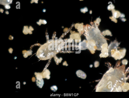A predatory mite Amblyseius andersoni attacking a food mite Acarus siro ...