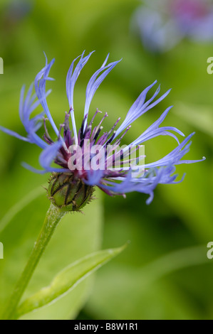 Perennial cornflower, also known as Mountain cornflower, Montane ...