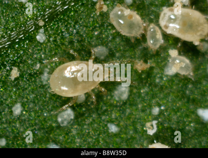 A predatory mite Amblyseius swirskii attacking a food mite Carpophagus ...