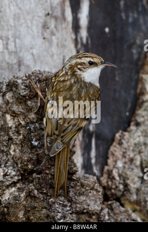 Treecreeper (Certhia familiaris Stock Photo - Alamy