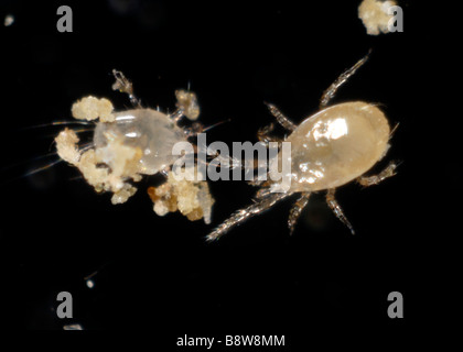 A predatory mite Amblyseius swirskii attacking a food mite Carpophagus ...