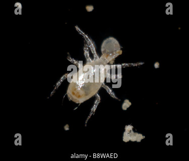 A predatory mite Amblyseius swirskii attacking a food mite Carpophagus ...