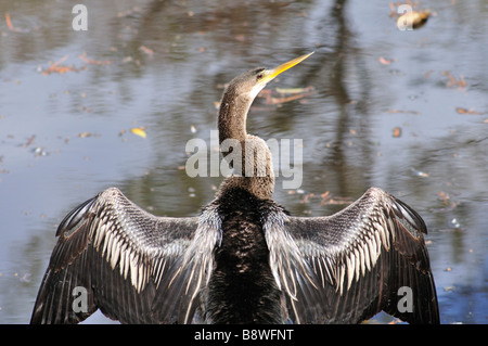 Anhinga spreading its wings to dry Stock Photo - Alamy