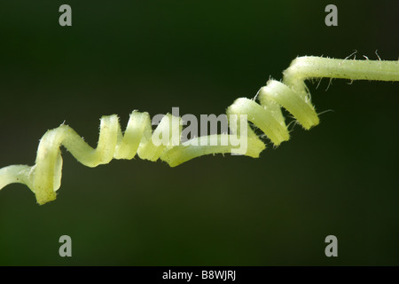 A tendril from a Zucchini Vine Stock Photo - Alamy
