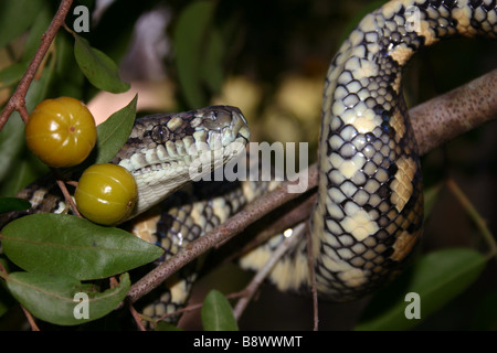 Australian carpet python (Morelia spilota) hiding amongst hose-pipes ...