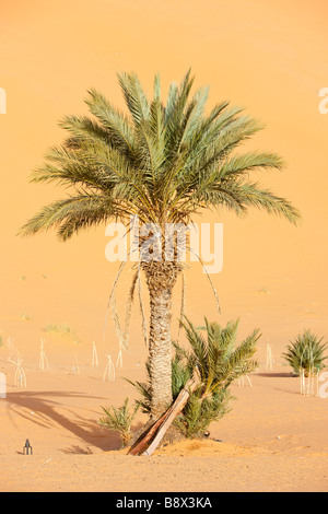 Lone tree in the Sahara Desert, Morocco Stock Photo - Alamy