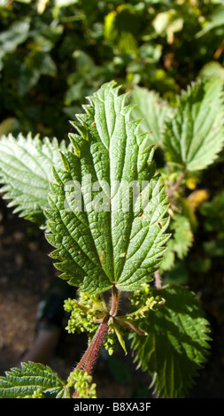 Nettles in English Summer Woodland Common nettle Stock Photo - Alamy