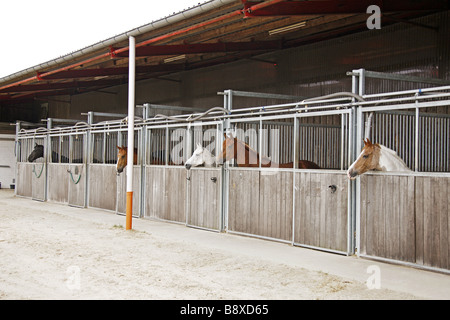 horses in stable Stock Photo - Alamy