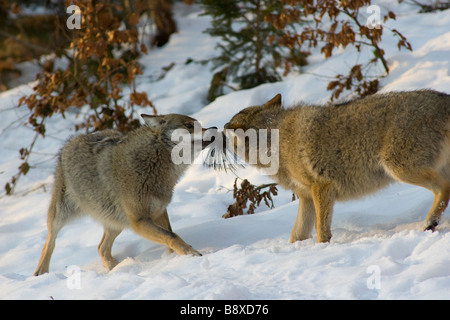 Wolves (Canis lupus), fighting over the remains of the prey Stock Photo ...