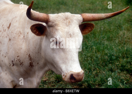 White cow with long sharp horns in the cage on the farm Stock Photo - Alamy