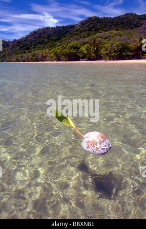 Sprouting coconut floating ashore on a tropical beach Stock Photo - Alamy
