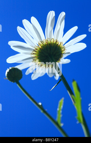 Ox-eye Daisy Flowers close up Stock Photo - Alamy