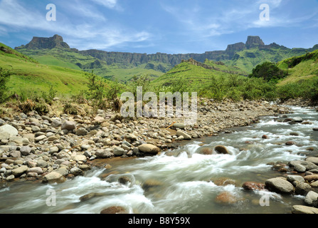 Bergville, KwaZulu-Natal, South Africa, plants growing in dry Stock ...