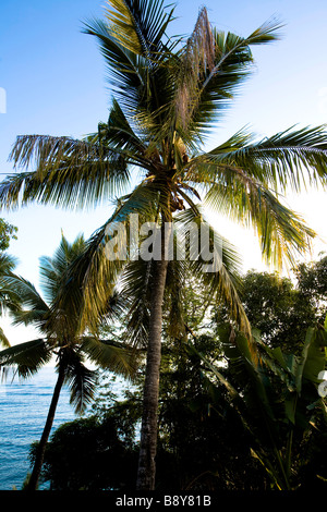 Comoros, Anjouan, Moya. Coconut trees, beach, sandbar Stock Photo - Alamy
