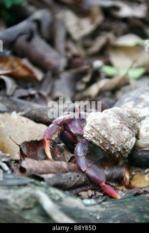 Land crab on the Caribbean isle of Dominica Stock Photo - Alamy